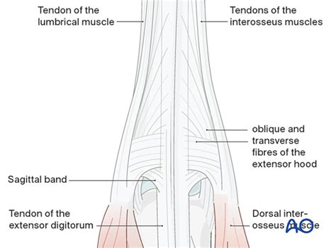 Dorsal Approach To The Metacarpophalangeal Joints