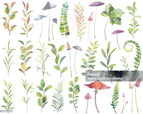 흰색 배경에 고립 된 사실적인 식물학 녹색과 황금색 잎과 버섯의 큰 세트 숲 수집 수채화 손으로 그린 식물 0명에 대한 스톡 벡터 아트 및 기타 이미지 Istock