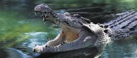 Whats The Difference Between Alligators And Crocodiles Bbc Science