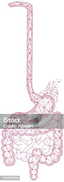 다각형 위와 내장 음식을 소화하기위한 소화 시스템 기관의 현대적인 묘사 식도에 대한 스톡 벡터 아트 및 기타 이미지 식도 건강한 생활방식 과학 Istock