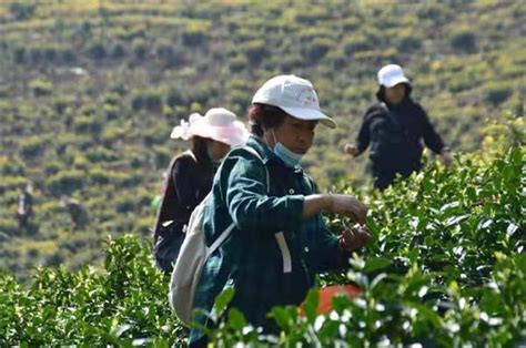 织金双堰街道：茶美山林，茶富农民织金县茶林乌蒙