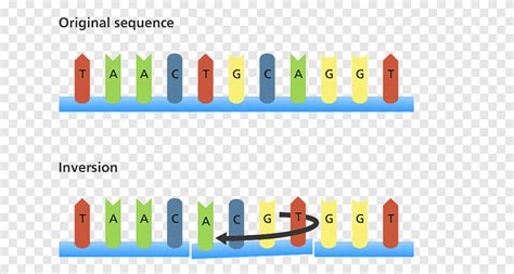 Punktmutation Biologie Dna Genetik Andere Adenin Biologie Png Pngegg