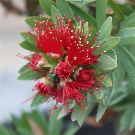 Callistemon Viminalis Multi Urban Tree Farm Nursery Callistemon Viminalis Multi Urban Tree Farm Nursery