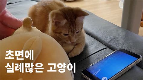 처음 본 길냥이에게 집을 뺏겼습니다 새끼고양이 입양 첫날 브이로그 Vlog Youtube