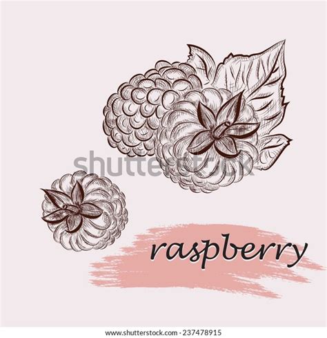 Raspberry Vector Sketches Stock Vector Royalty Free 237478915 Shutterstock