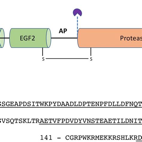 A Schematic Representation Of The Modular Domain Assembly Of Protein