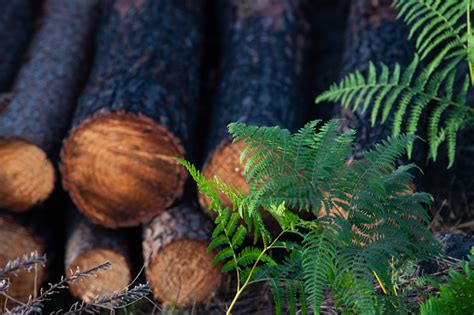 프랑스에서 대규모 화재 후 소나무 숲 불에 탄 숲의 풍경 화재 후 죽은 숲 산불 후 새로운 녹색 식물 0명에 대한 스톡 사진 및 기타 이미지 Istock