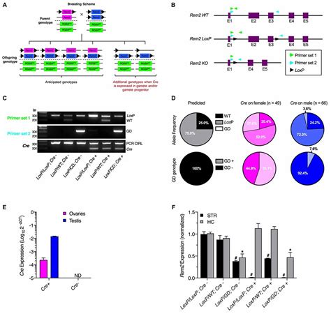 Cre Lox Conditional Knockout