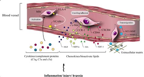 α4β1 Integrin Very Late Antigen 4 Vla 4 Is Expressed By Mscs And Its