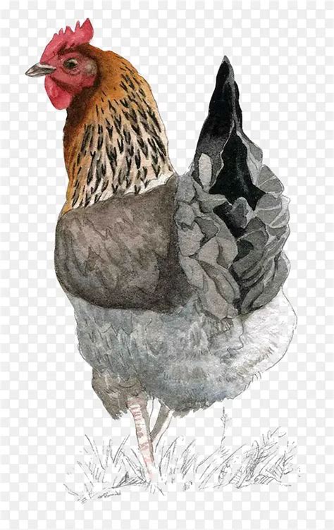 卡通母鸡png图片素材下载图片编号qpdkvwlq 免抠素材网