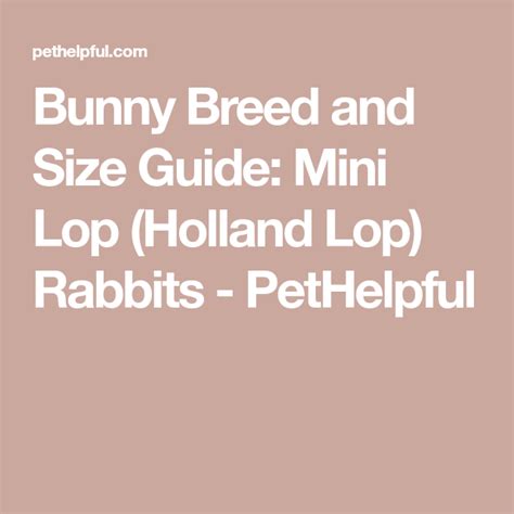 Bunny Breed And Size Guide Mini Lop Holland Lop Rabbits Holland