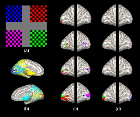 Retinotopy Of Four Visual Quadrants A Schematic Of Visual Stimuli Download Scientific