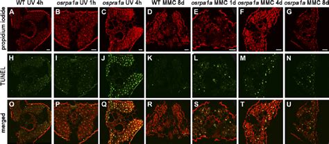 Detection Of Nuclear Dna Fragmentation In Leaves By In Situ Tunel