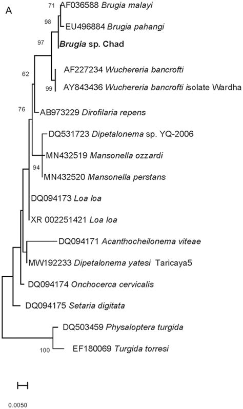 A Phylogenetic Tree Constructed Using Partial 18s Rrna Gene Sequences