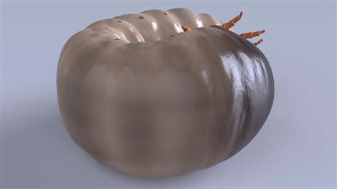 Maggot May Bug Curled 3d Model Turbosquid 2167302