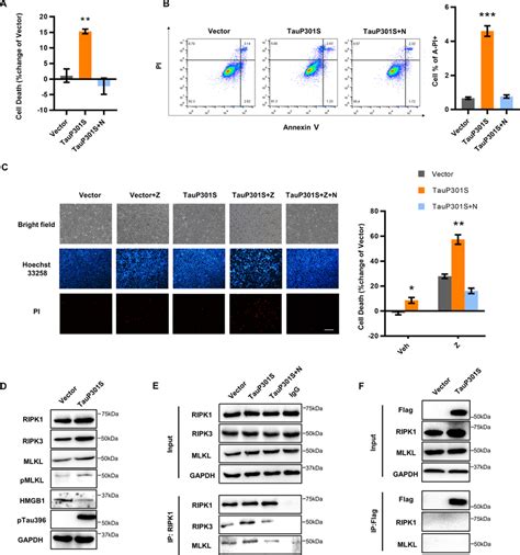 Necroptosis Is Activated By Hyperphosphorylated Tau In Ht22 Cells A B Download Scientific