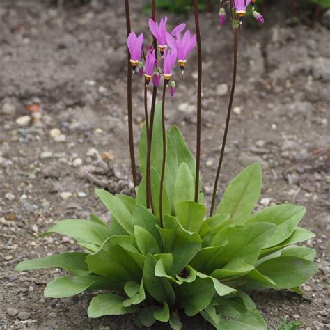 Додекатеон Посадка И Уход Фото – Telegraph