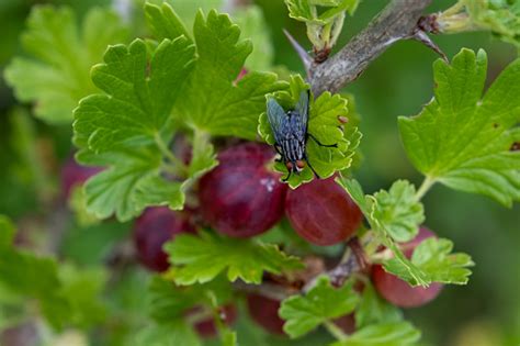 수풀에 신선한 익은 붉은 구즈 베리 건강하고 채식주의 자 열매 파리가 나뭇잎에 앉는다 0명에 대한 스톡 사진 및 기타 이미지 0명 검은색 계절 Istock