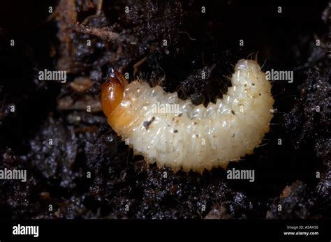 Weevil Larvae Flour What Is A Weevil And How Did It Get In My Food