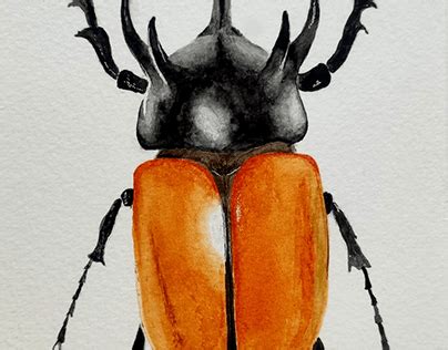 Beetle Watercolor Projects Photos Videos Logos Illustrations And