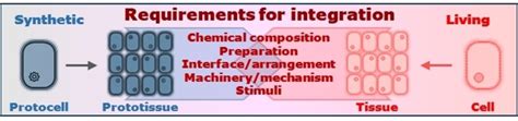 Matching Together Living Cells And Prototissues Will There Be