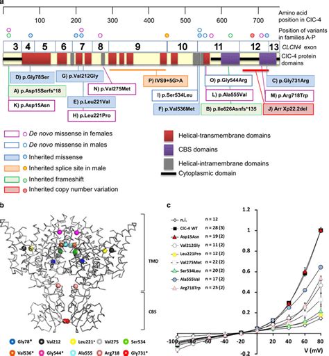 Genotypic Information Three Dimensional Modeling And Functional