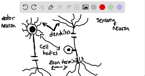 solved the neuron pictured here is responsible for a sending and