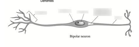 Bipolar Neuron Diagram Quizlet