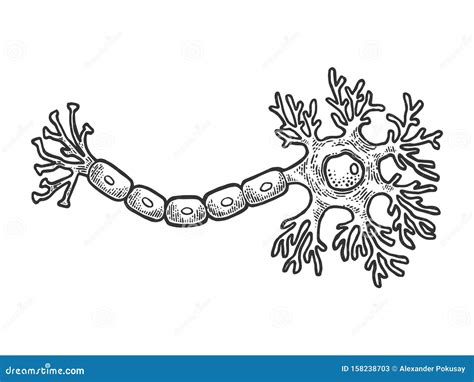Human Brain Neuron Sketch Engraving Vector Stock Vector Illustration Of Engraving Nervous
