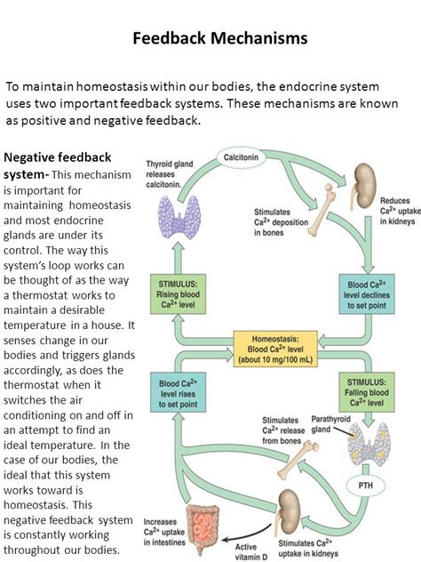 Endocrine System Feedback Loop Diagram