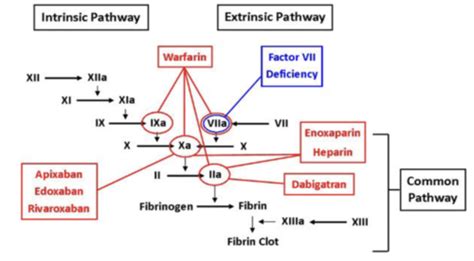 Fcm Hypercoagulable Disorders Flashcards Quizlet
