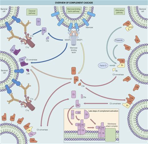Inflammation And Its Mediators