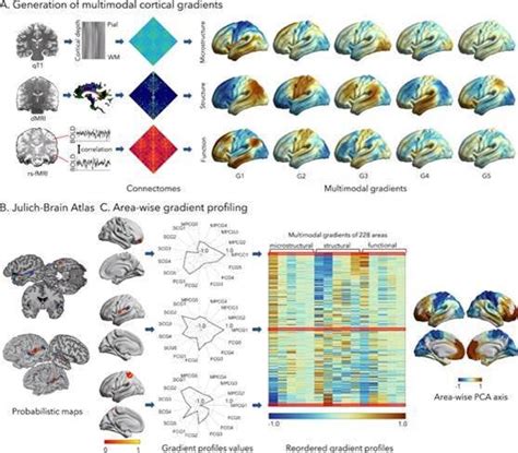 New Study Reveals A Balance Of Specialization And Integration In The