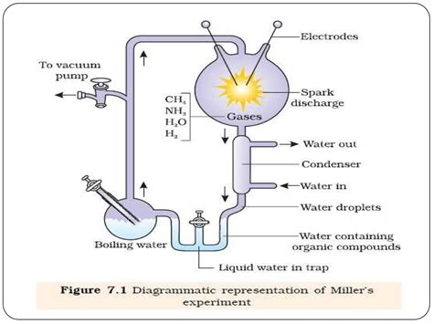 Biology Ppt Evolution Class Xiipptx