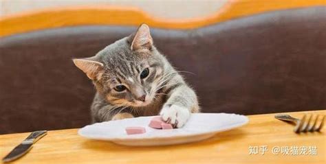 猫咪挑食总吃肉不吃猫粮怎么办这些可以帮到你 知乎