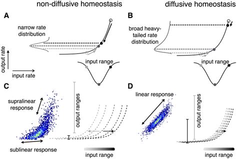 comparison of the effects of diffusive and non diffusive homeostasis on