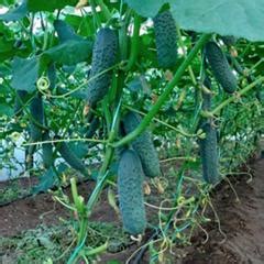 Огурец Изумрудная россыпь F1 - отзывы о сорте, описание, фото