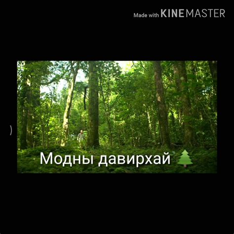 Зөгийн жилий буюу Прополис гэж юу вэ ☎️95004757 зөгийн бал прополис зөгийн жилий цэцгийн