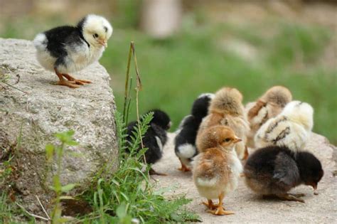 How To Sex Chickens Ways To Determine Hen Or Rooster