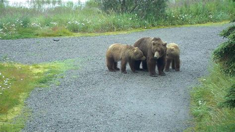 Live Bear Cam In Alaska River Watch Katmai National Park