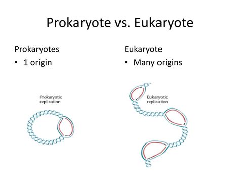 What Stage Of Mitosis Meiosis Does Dna Replicate Ppt Download