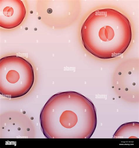 Science Background Two Cell Embryo Vector Illustration Stock Vector