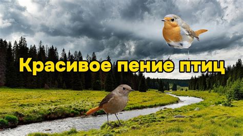 Красивое пение лесных птиц у реки Youtube