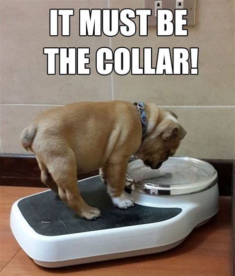 30 Of The Funniest Weight Loss And Diet Memes Bored Panda