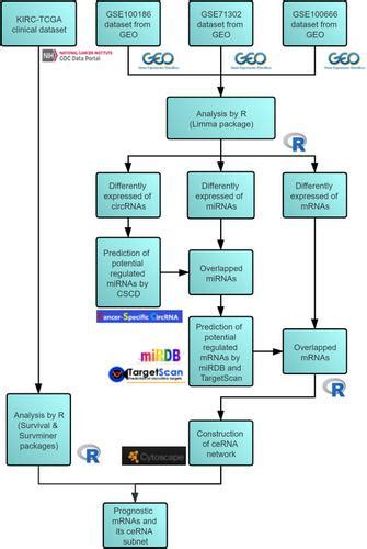 基于circRNA的ceRNA网络构建及其与肾透明细胞癌预后相关的子网 Cancer Medicine X MOL