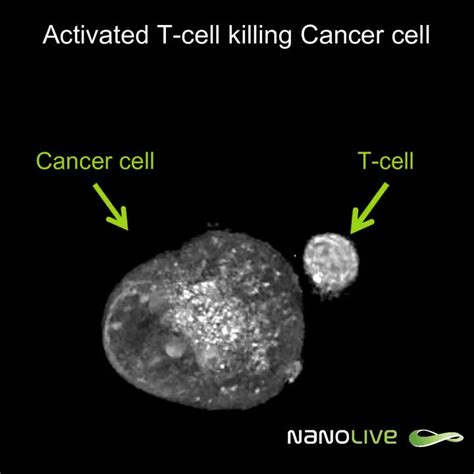 Zach Stamp På Linkedin Fantastic Video Of An Activated T Cell Killing Cancer Cell 85 Kommentarer