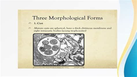 Pneumocystis Cariniipptx Clinical Microbiologist Pptx