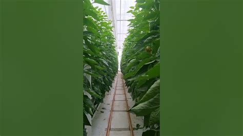 파프리카 Youtube