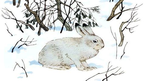Рисунки Заяц зимой