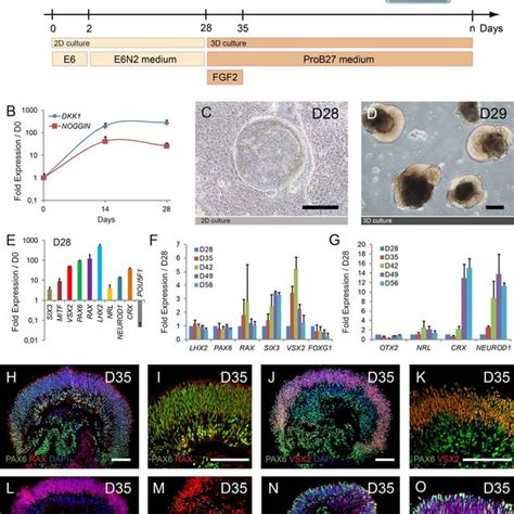 Photoreceptor Differentiation In Retinal Organoids During Floating Download Scientific Diagram